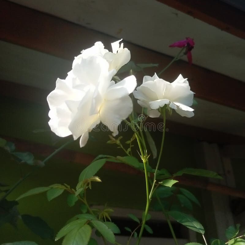 Ind ind white rose stock photo. Image of flower, green - 382261492