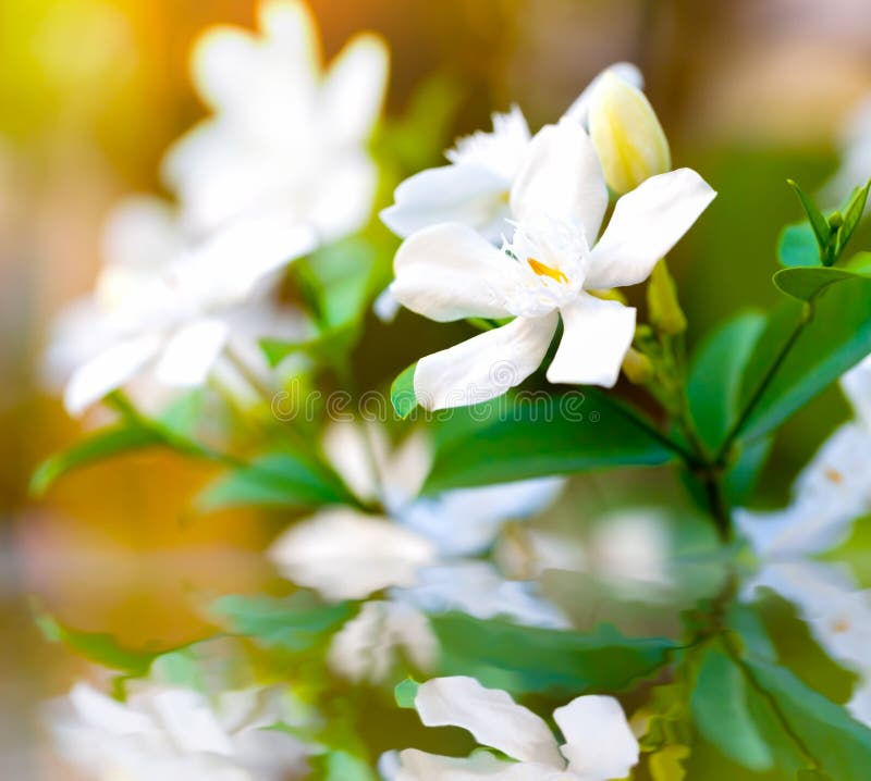 Inda Flower (Sweet Snow) Flare Light Water Reflection. Stock Photo ...