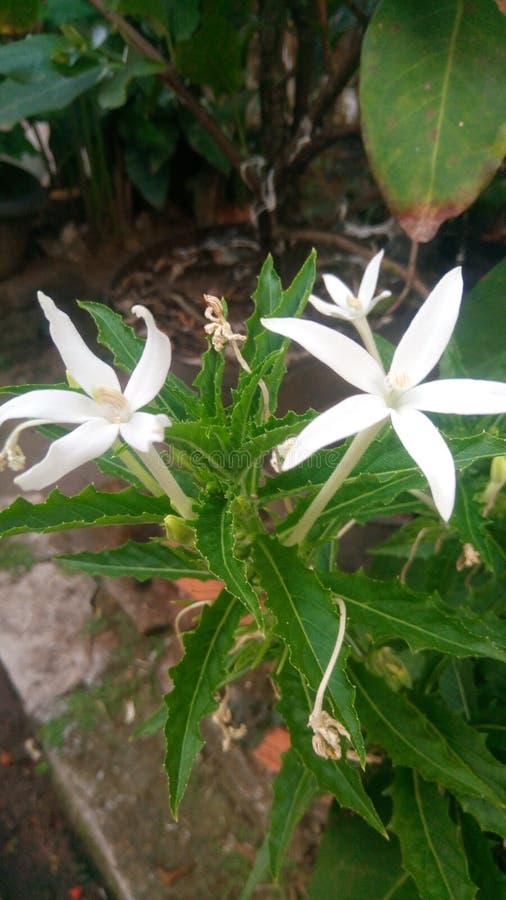 Bunga putih stock image. Image of green, flower, white - 238803963