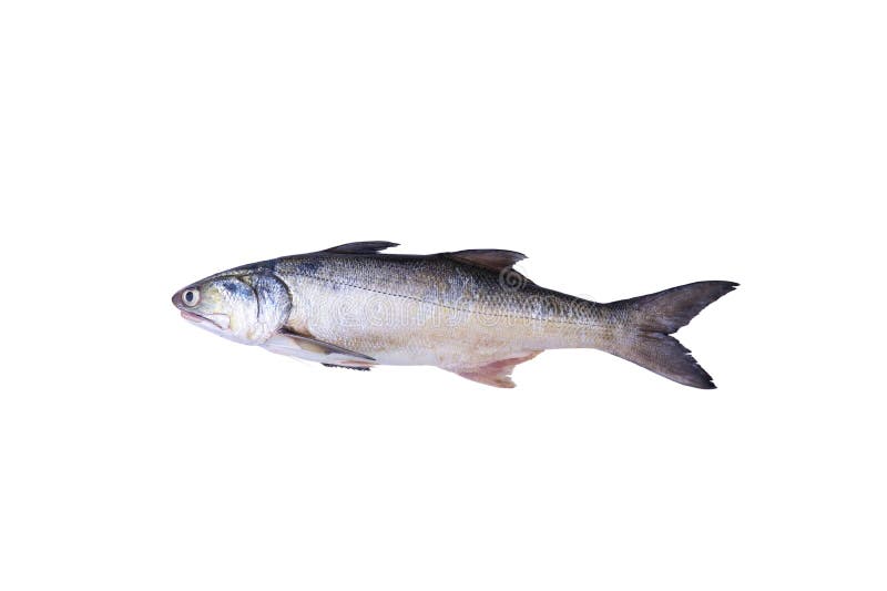 Indian Salmon Fish Images