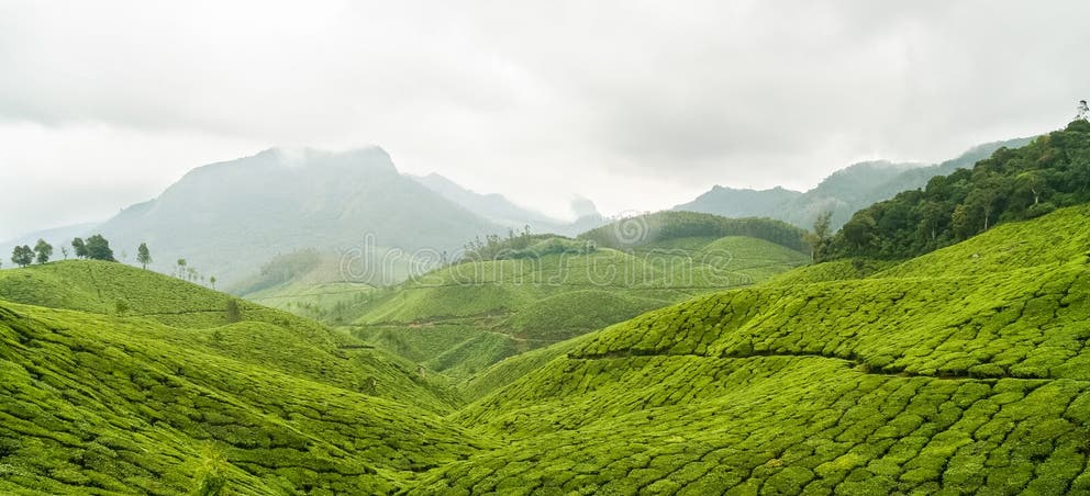 Inde Munnar De Panorama De Plantations De Thé Photo stock - Image du ...