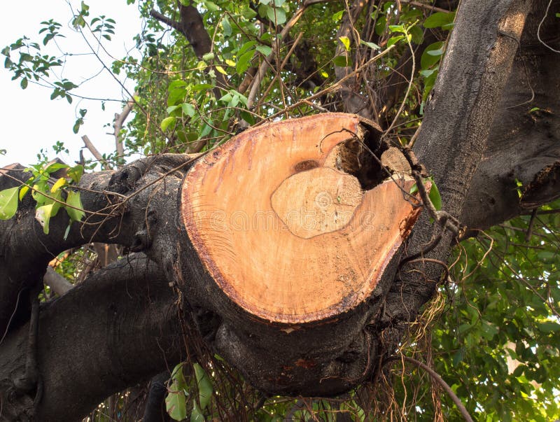 Indentation of Old Huge Branch Tree Stock Photo - Image of branch ...