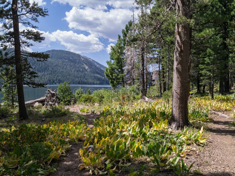 Independence Lake Trail stock image. Image of hiking - 75987909