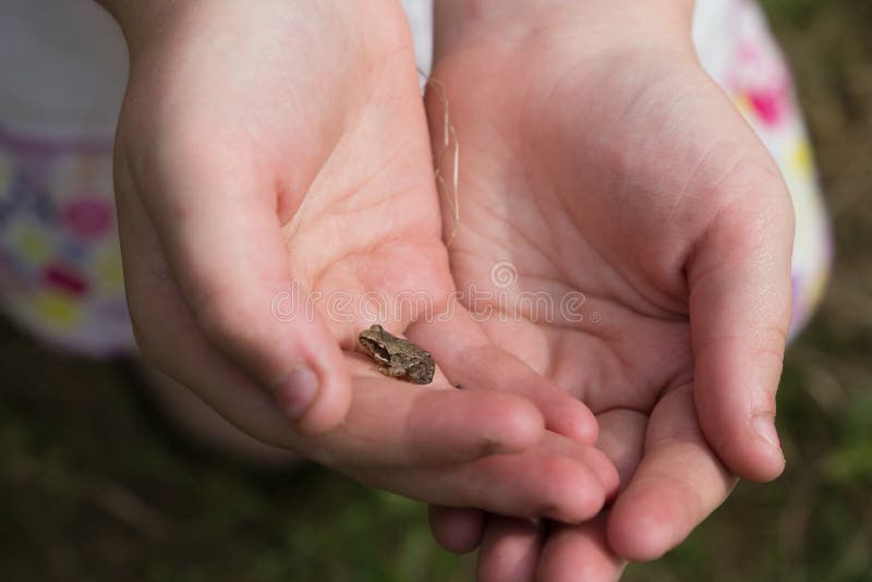 Frog protection fence stock photo. Image of outdoor - 194901728