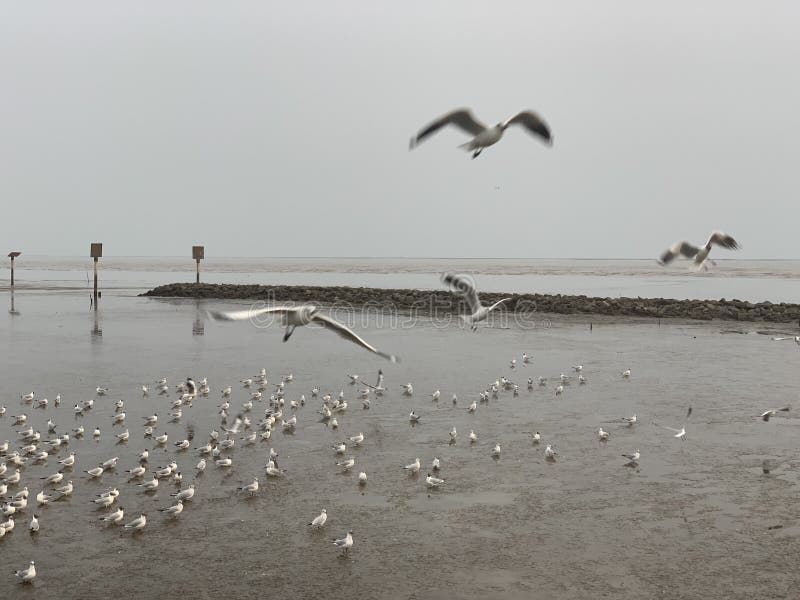 Independent stock photo. Image of independent, seagull - 170308994