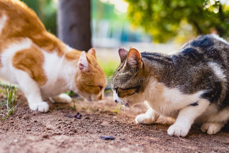Independent and Lazy Street Cats Stock Image - Image of hair, nature ...