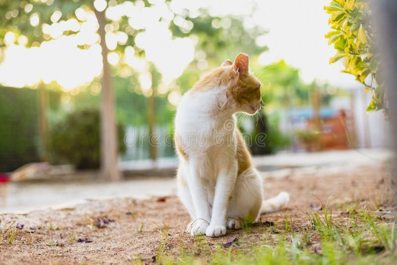 Independent and Lazy Street Cats Stock Photo - Image of rest, hair ...