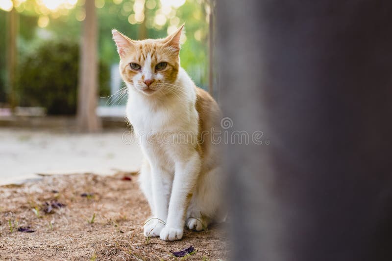 Independent and Lazy Street Cats Stock Image - Image of cute, resting ...