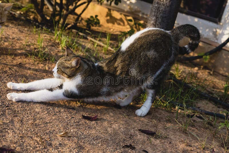 Independent and Lazy Street Cats Stock Image - Image of small, feed ...