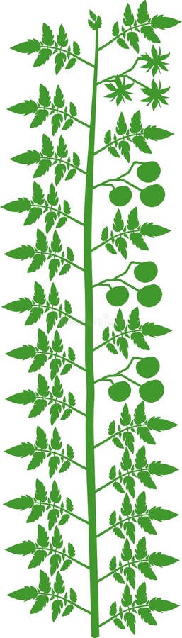 Indeterminate Tomato Plant with Leaf, Tomatoes and Flowers Stock Vector ...