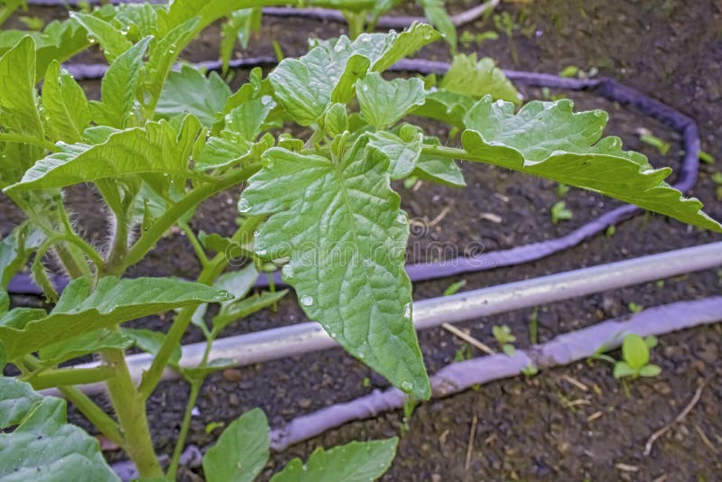 Indeterminate Tomato Plant Leaves Stock Photo - Image of greenhouse ...