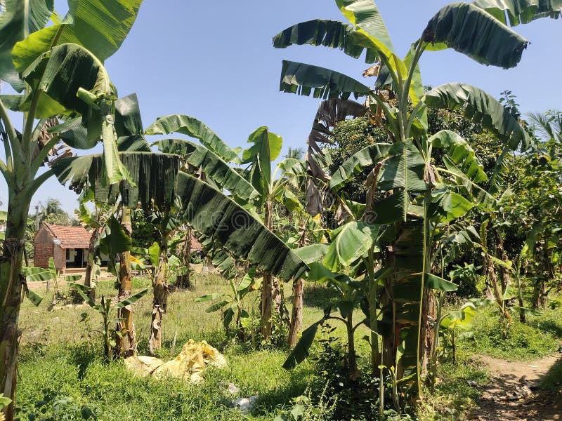 Goa, India. Banana `Tree` Showing Fruit and Inflorescence Stock Image ...