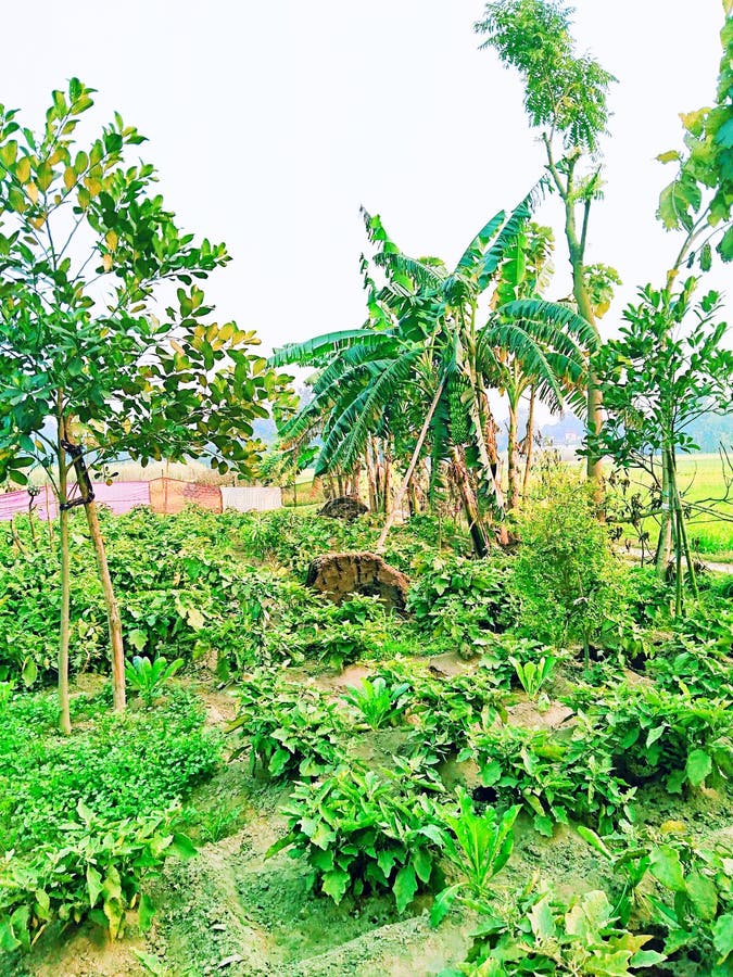 Goa, India. Banana `Tree` Showing Fruit and Inflorescence Stock Image ...