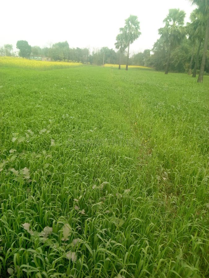 Bihar Stock Photos - Download 4,591 Royalty Free Photos