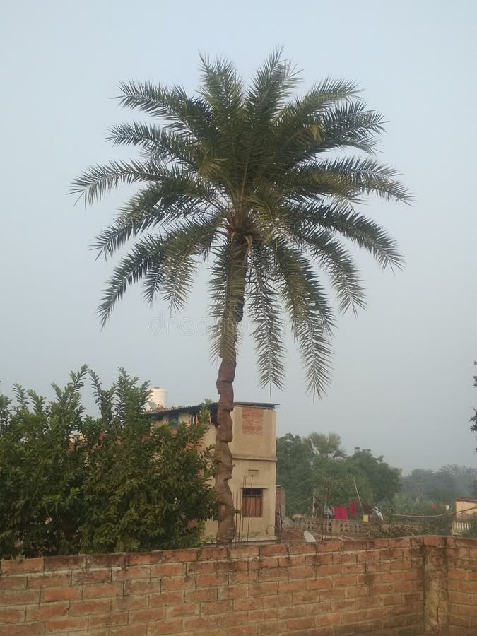 Tadi Tree Stock Photos - Free & Royalty-Free Stock Photos from Dreamstime