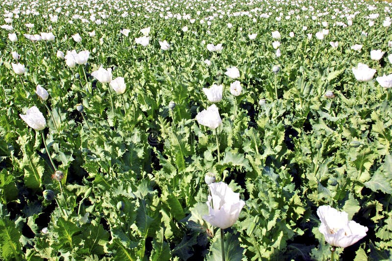 India, Bijaipur: Opium Poppy Field Stock Image - Image of interdiction ...