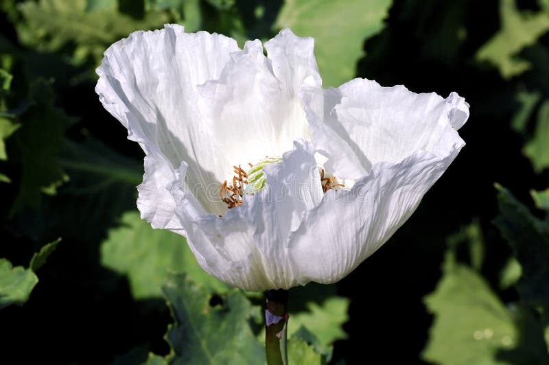 India, Bijaipur: Opium Poppy Field Stock Photo - Image of rajasthan ...