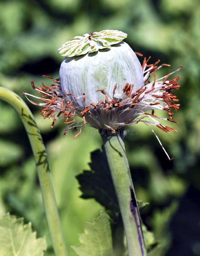 India, Bijaipur: Opium Poppy Field Stock Photo - Image of rajasthan ...