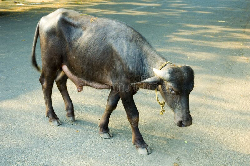 India buffalo stock image. Image of mammal, herd, nature - 4467085