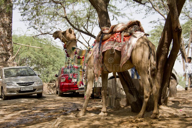India Camel Waiting Transportation Culture Rare Editorial Photo - Image ...