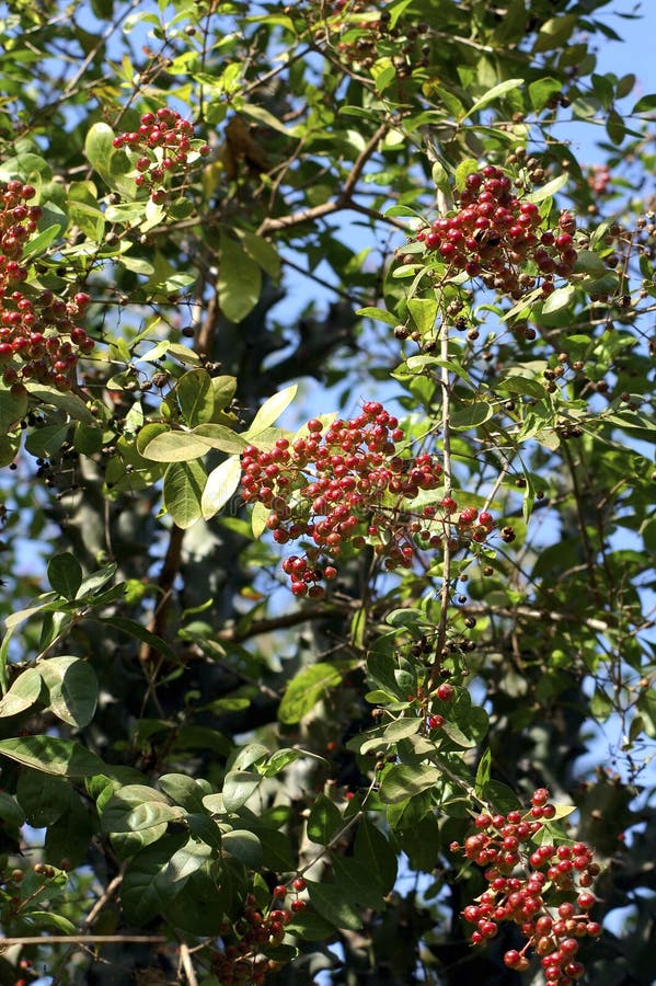 India, Chittorgarh: Henna Tree Stock Image - Image of painting ...