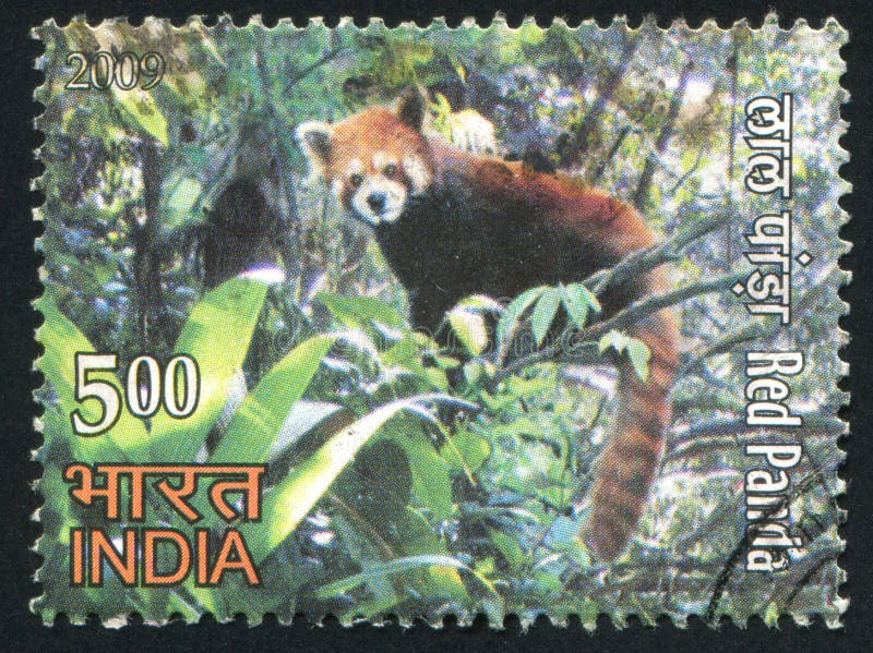 Red panda editorial image. Image of body, muzzle, herbivorous - 240595425