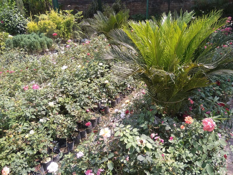 India a, Flower, Nuclear Amage Stock Image - Image of nucleus, nuclear ...