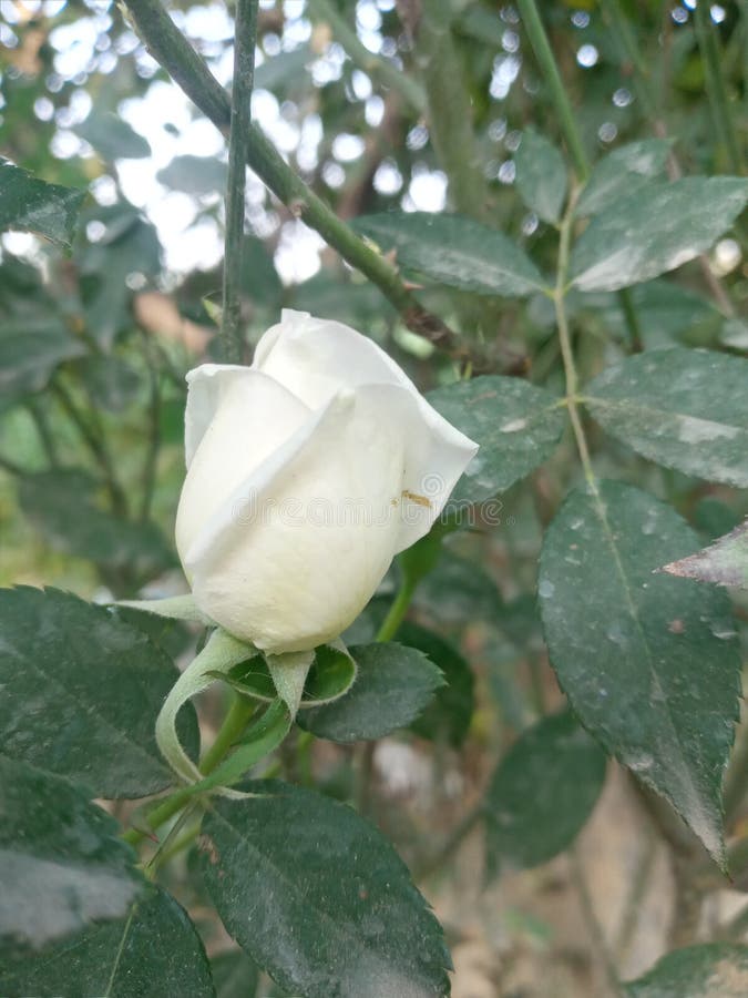 India flower rose stock photo. Image of rose, flower - 210671062