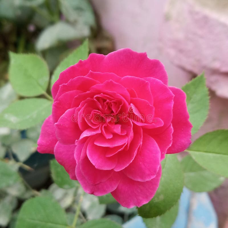 India Flower Rose Tree in India Stock Photo - Image of tree, flower ...