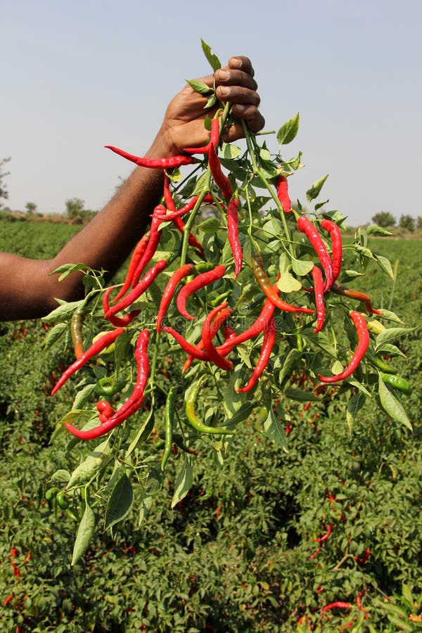 India Former Showing Red Chilli Stock Image - Image of leaf, holding ...
