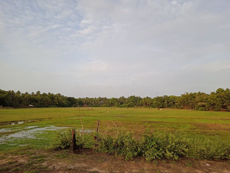 India, Goa Benualim Green Field View with Huge Coconuts Trees Stock ...