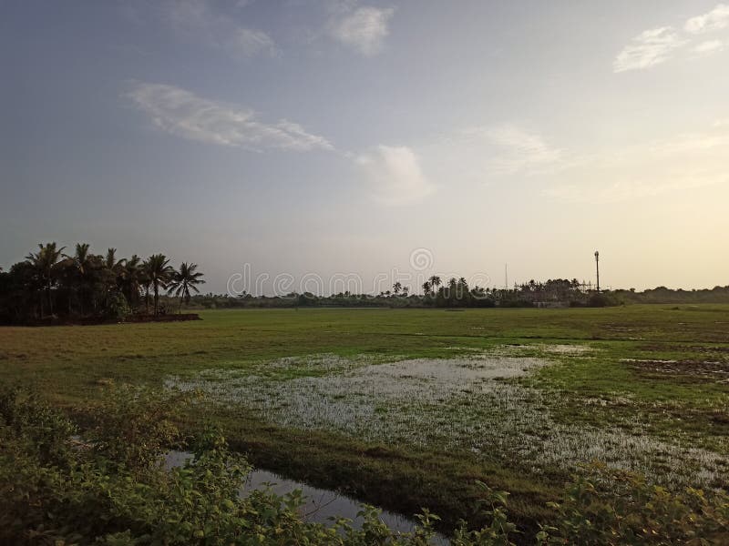 India, Goa Benualim Green Field View with Huge Coconuts Trees Stock ...