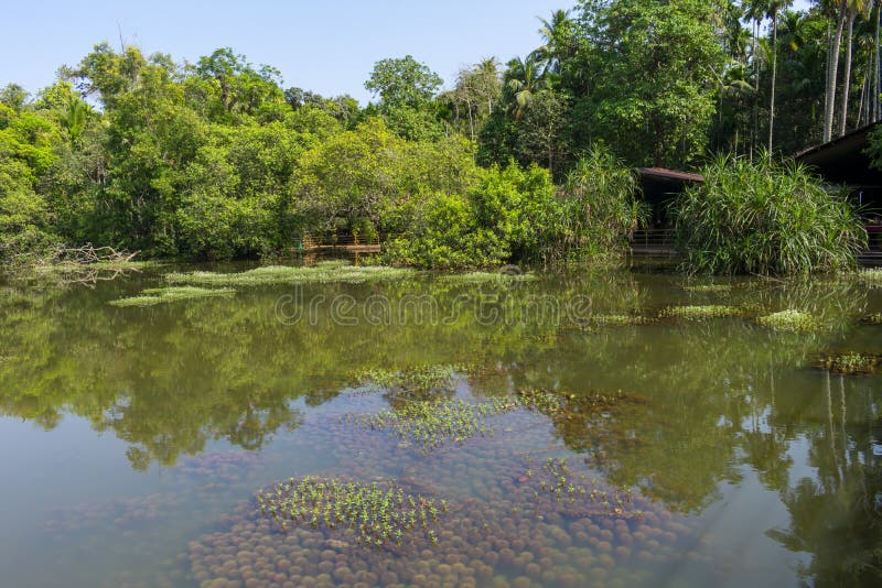 Glimpse of the Indian Forest Stock Photo - Image of nature, beauty ...