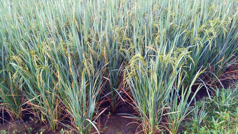 Indian Paddy Field with Unripe Rice Close Up Stock Image - Image of ...