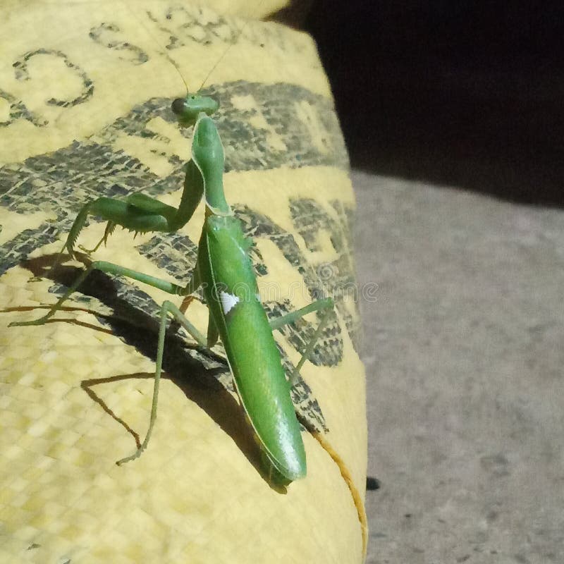 India Insect Grasshopper stock photo. Image of grasshopper - 215010574