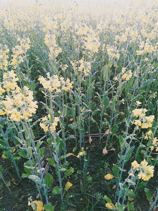 India land sarson natural stock image. Image of sarson - 170253177