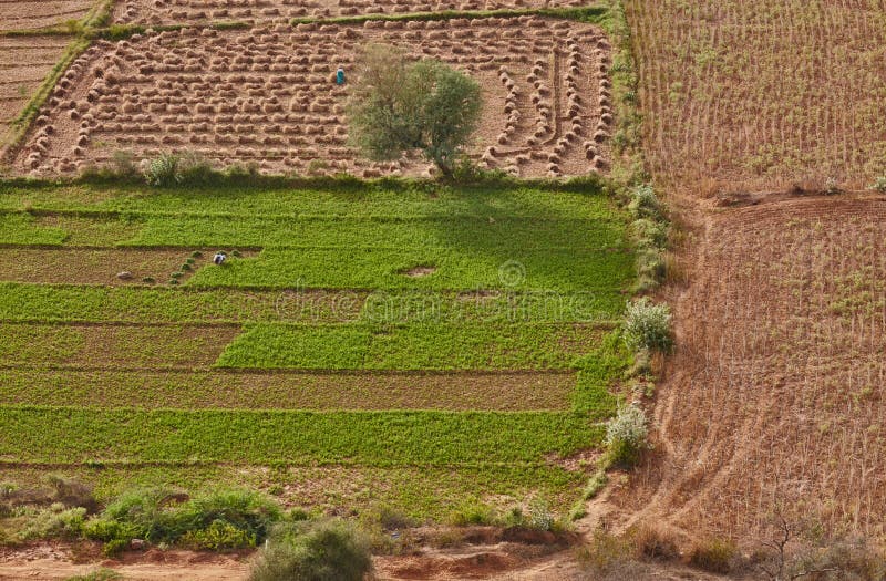 India landscape stock image. Image of crop, artistic - 80177169