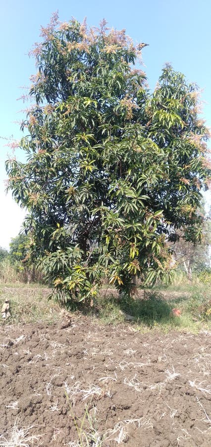 Indian a Mango Tree in the Field Editorial Photo - Image of mango ...
