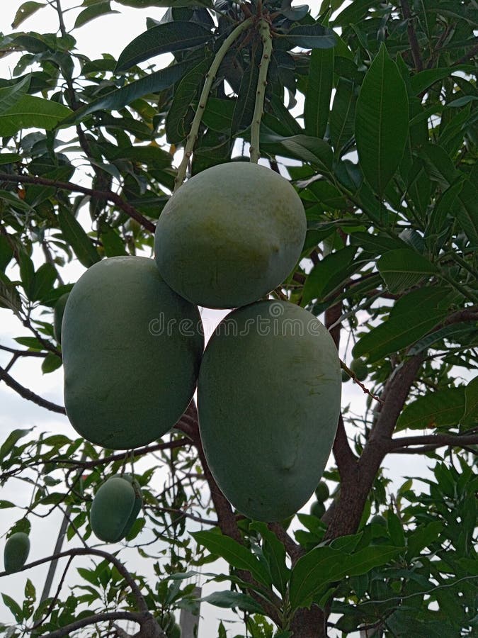 Mongo Green Beans Soup with Bittergourd Leafy Vegetable Stock Photo ...