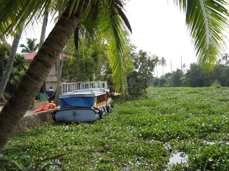 India palm tree with boat editorial stock photo. Image of india - 70647443