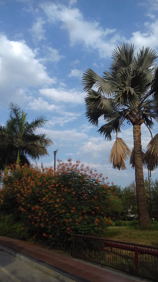 This is India Pump Tree with Sky .with Good Looking Flowers .sky. Blue ...
