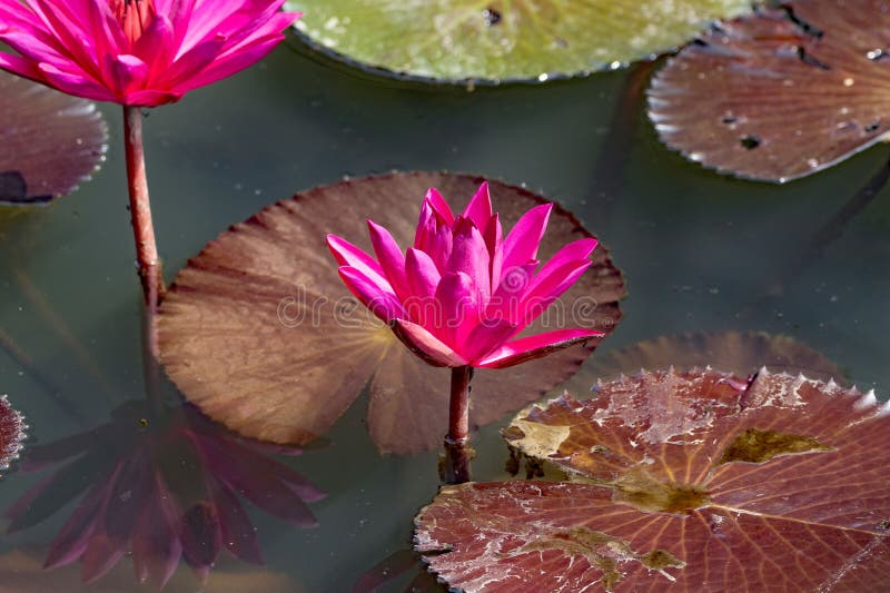 India Red Water Lily, Nymphaea Rubra Stock Image - Image of flower ...