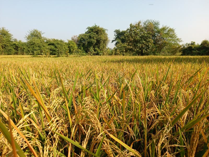 A india rice farming stock photo. Image of agriculture - 260410018