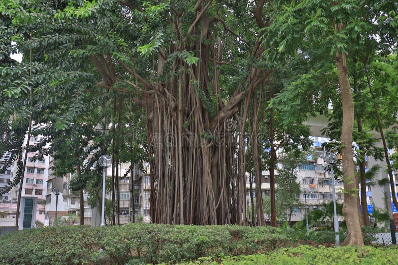 The India Rubber Tree Roots Growing, Hong Kong 31 July 2021 Stock Image ...