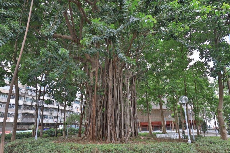 The India Rubber Tree Roots Growing, Hong Kong 31 July 2021 Stock Image ...
