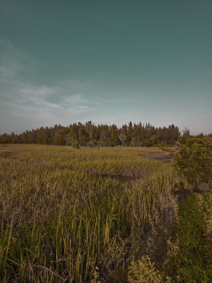 India S Land of Natural Beauty in Odisha Stock Image - Image of ...