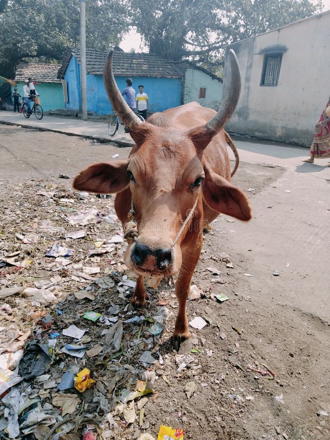 India S Most Beautiful Cow Four-legged and Moon-like Horns Stock Photo ...
