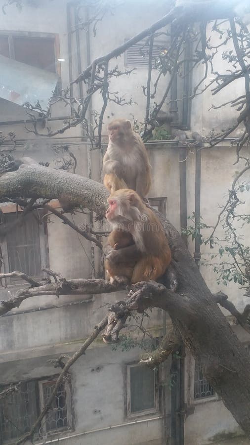 India, Shima monkey family stock image. Image of scene - 192598223