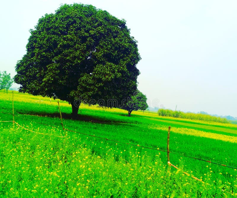 India Tree Picture Beautiful Stock Image - Image of beautiful, natural ...
