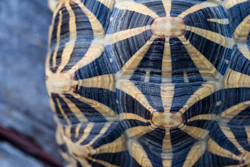 India turtle stock photo. Image of indian, reptile, wild - 84761826